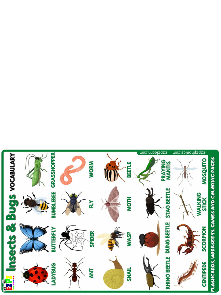 Insects and Bugs Vocabulary Free English Vocabulary Flashcards ...