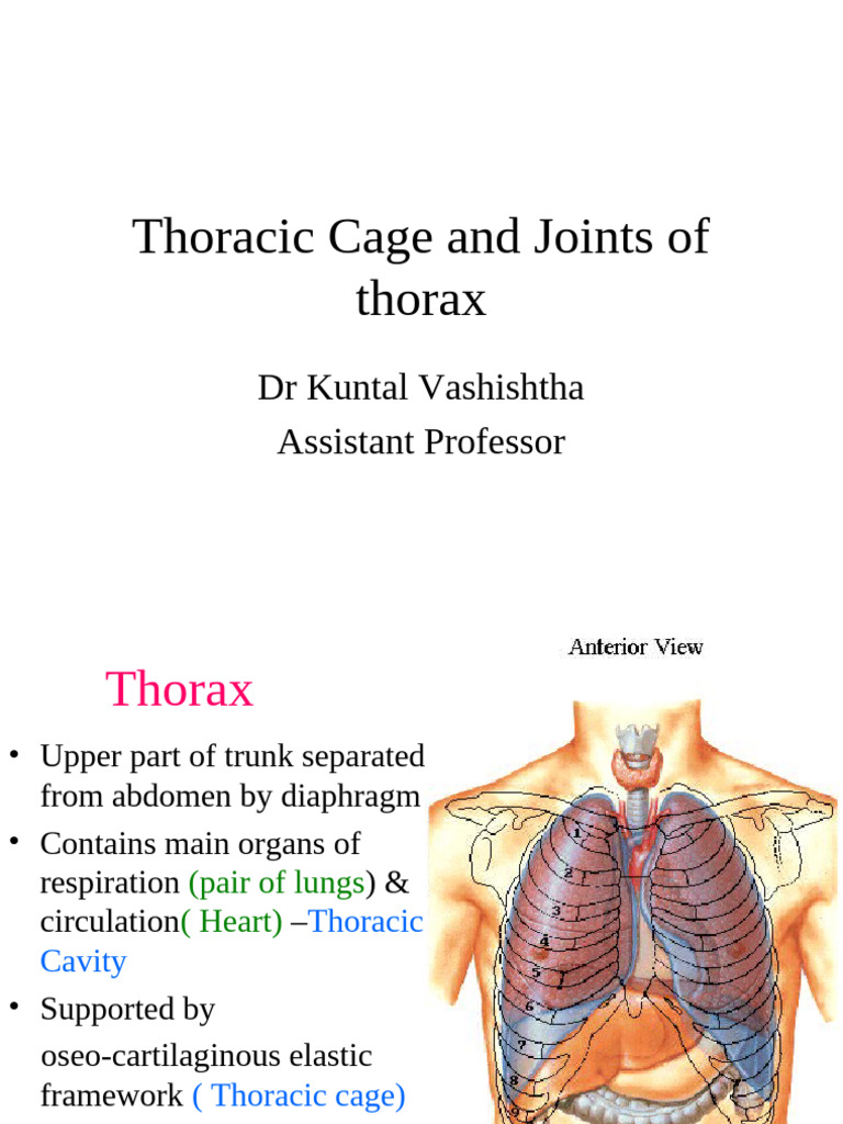 Thoracic Cage and Joints of Thorax | PDF | Thorax | Vertebra