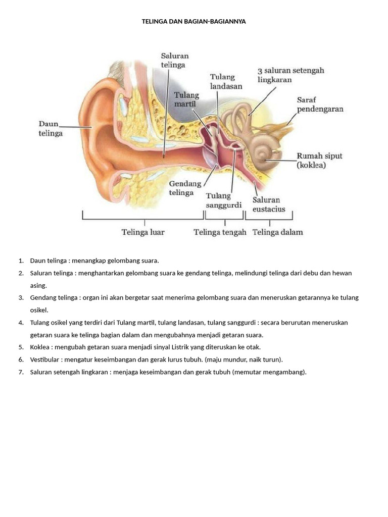 Telinga Dan Bagian-Bagiannya | PDF