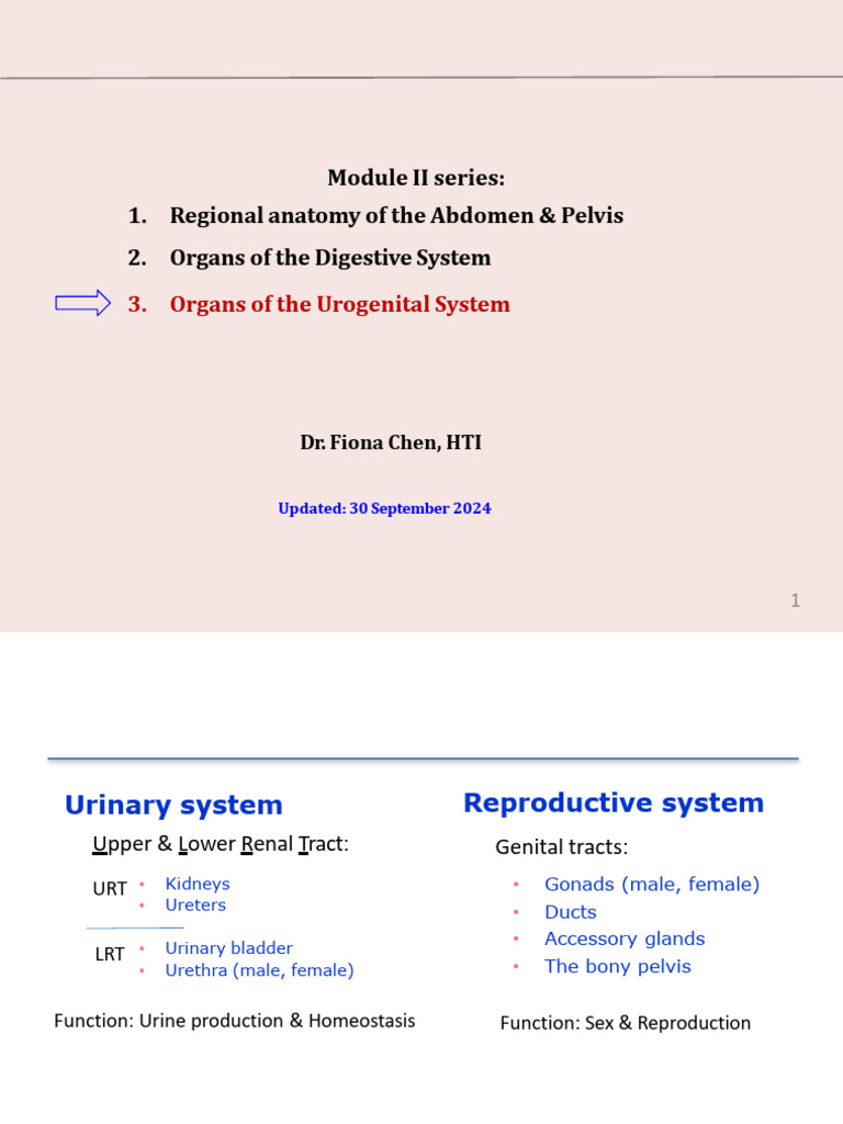 2024 Module 2-3 Urogenital system 0925 (1) | PDF | Uterus | Kidney