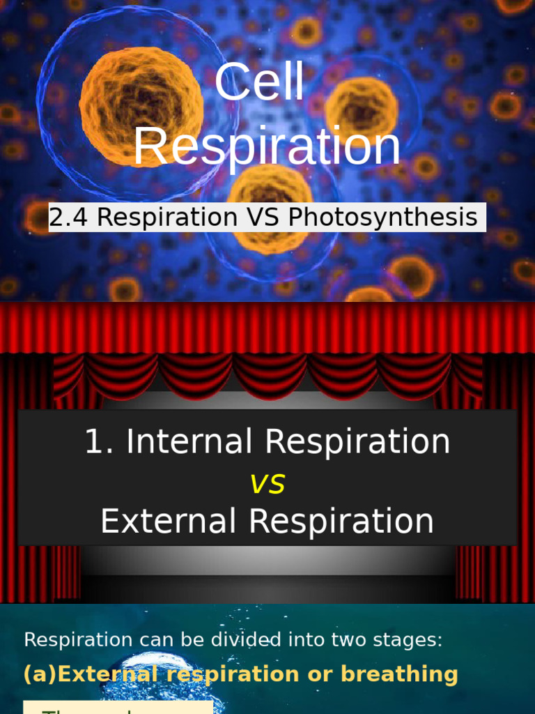 2.4 Cell Respiration & Photosynthesis | PDF