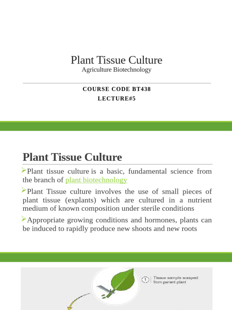 Lect 7 Plant Tissue Culture Methodology | PDF | Root | Reproduction
