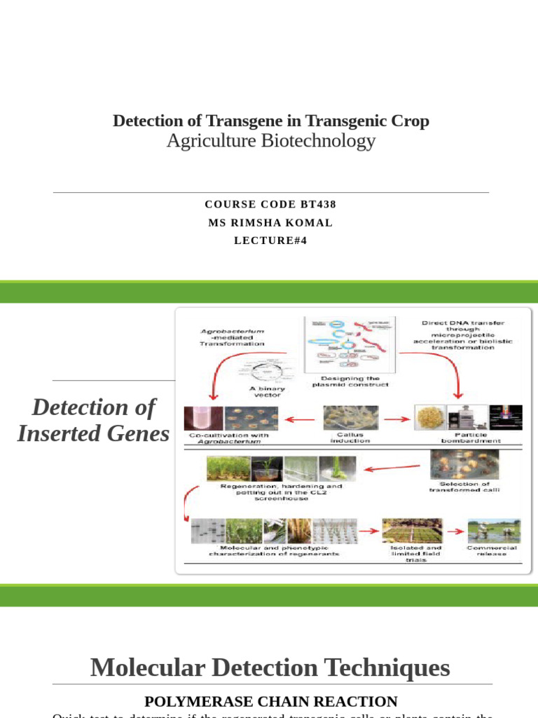 Transgene Detection in Transgenic Crops | PDF