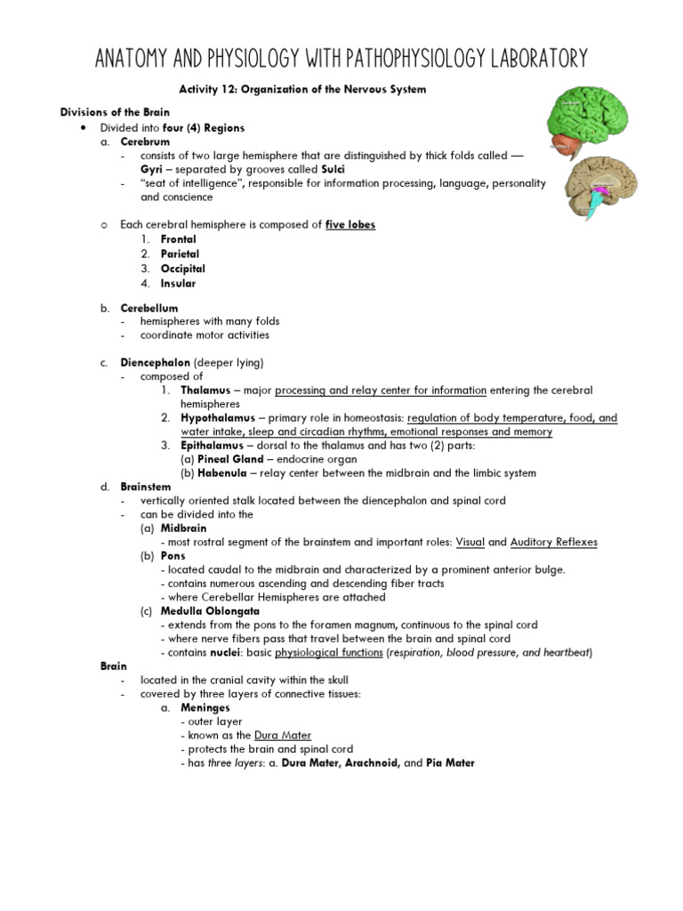 Anaphy Lab Reviewer | PDF | Cerebral Cortex | Cerebrum