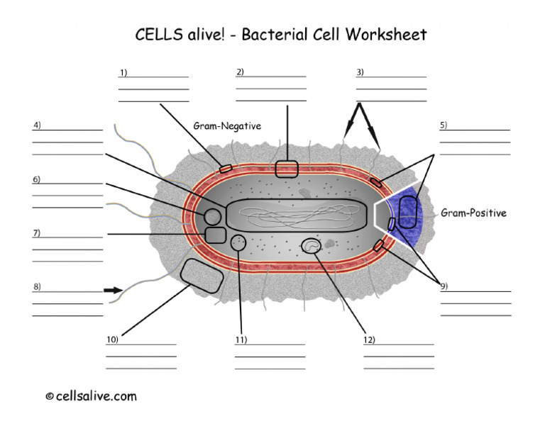 Bacterial Cell Model | PDF