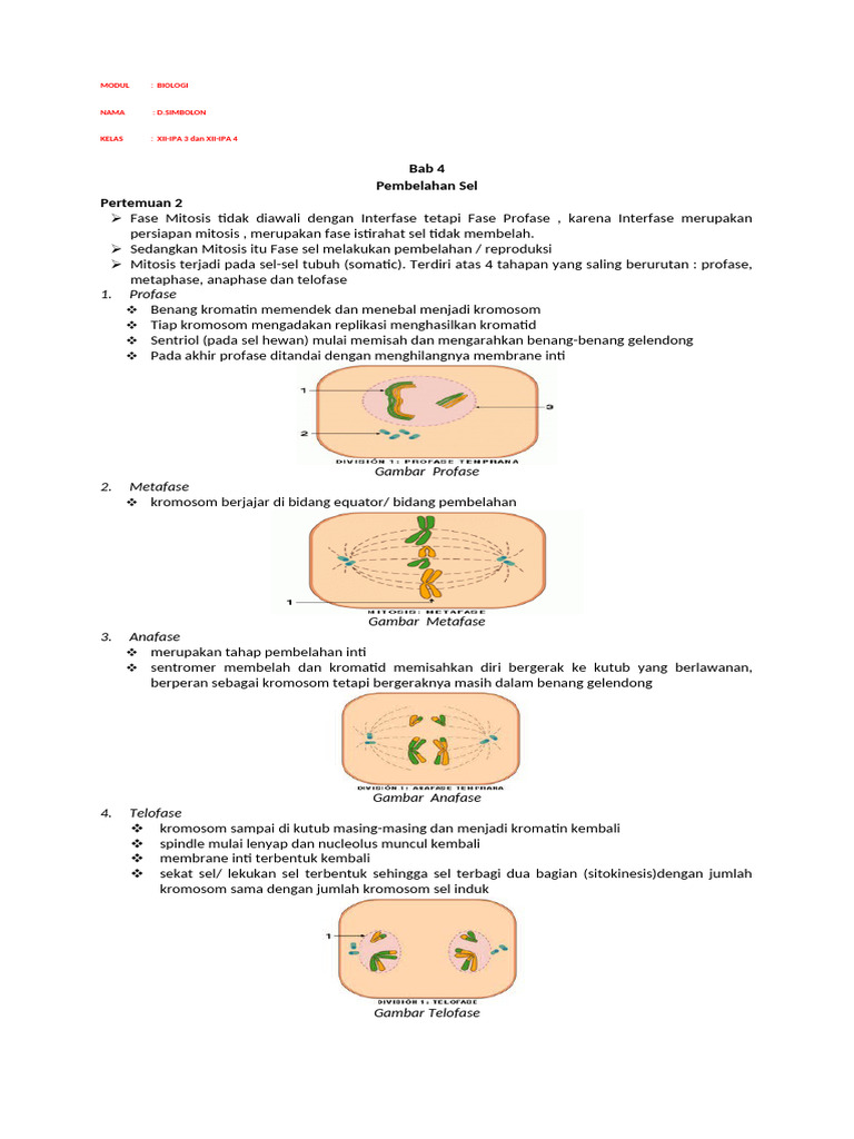 Pembelahan Sel Pert 2 Bab 4 | PDF