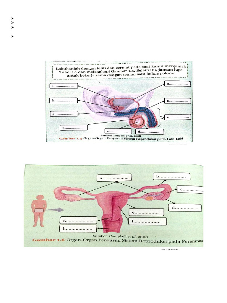 Tugas Sistem Reproduksi Pada Manusia | PDF | Sains & Matematika