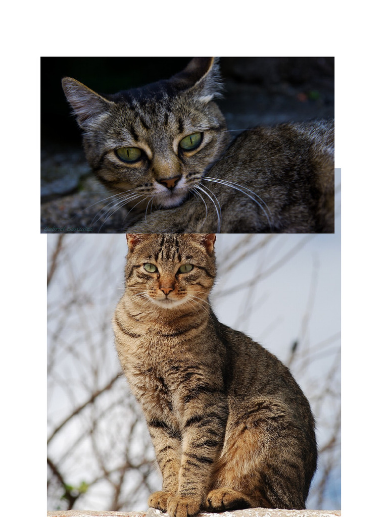 Class 2 Cats | PDF