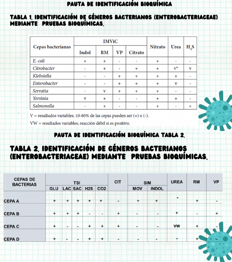 Lab #5 Pruebas Bioquimicas para Identificacion de Bacterias | PDF