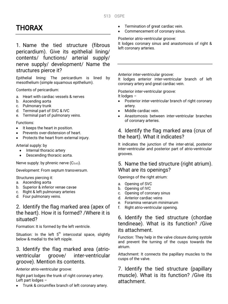 Anatomy OSPE Questions | PDF | Heart Valve | Coronary Circulation