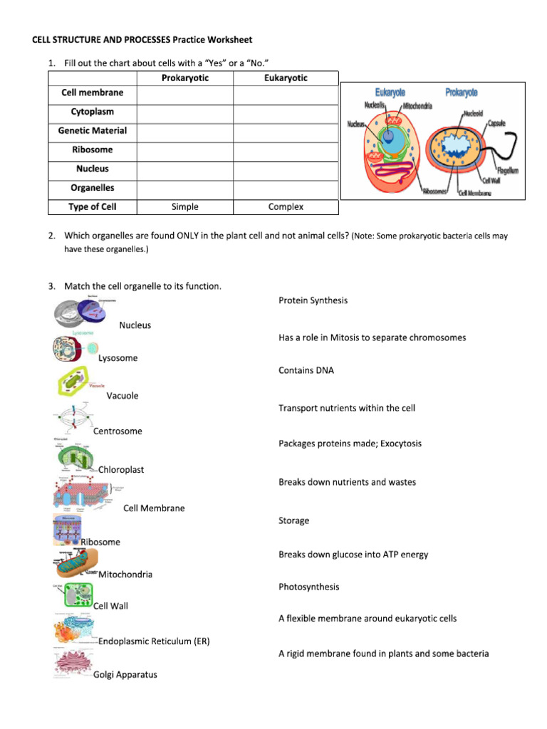 Cell Structure Review Worksheet | PDF