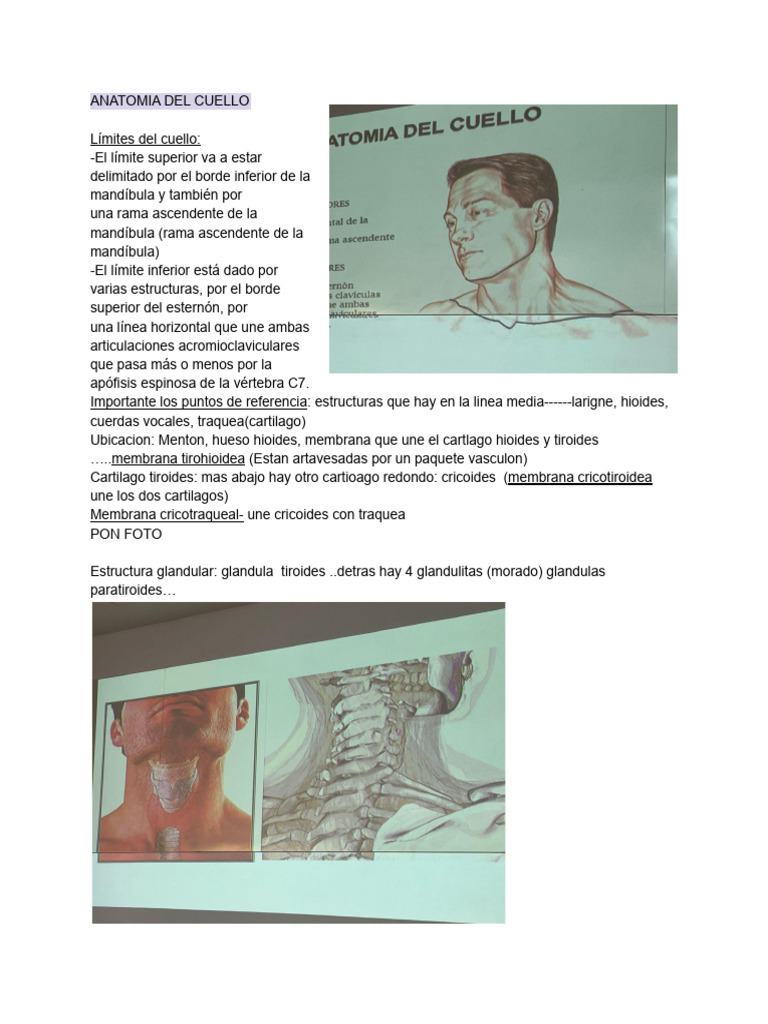 Anatomía del Cuello y Estructuras Clave | PDF | Laringe | Nervio vago