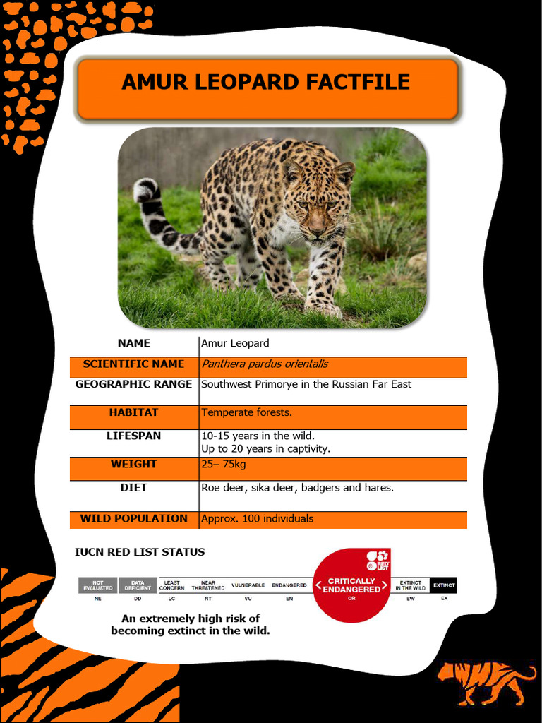 Amur Leopard Factfile | PDF | Leopard | Organisms