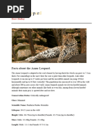 Amur Leopard - Endangered Species | PDF | Leopard | Organisms