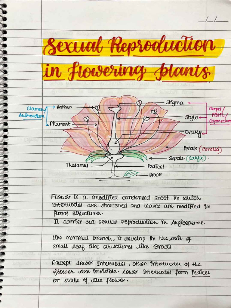 Sexual Reproduction in Flower Notes - Compressed | PDF