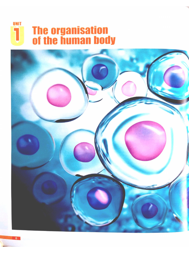 UNIT 1 Organisation of The Human Body | PDF