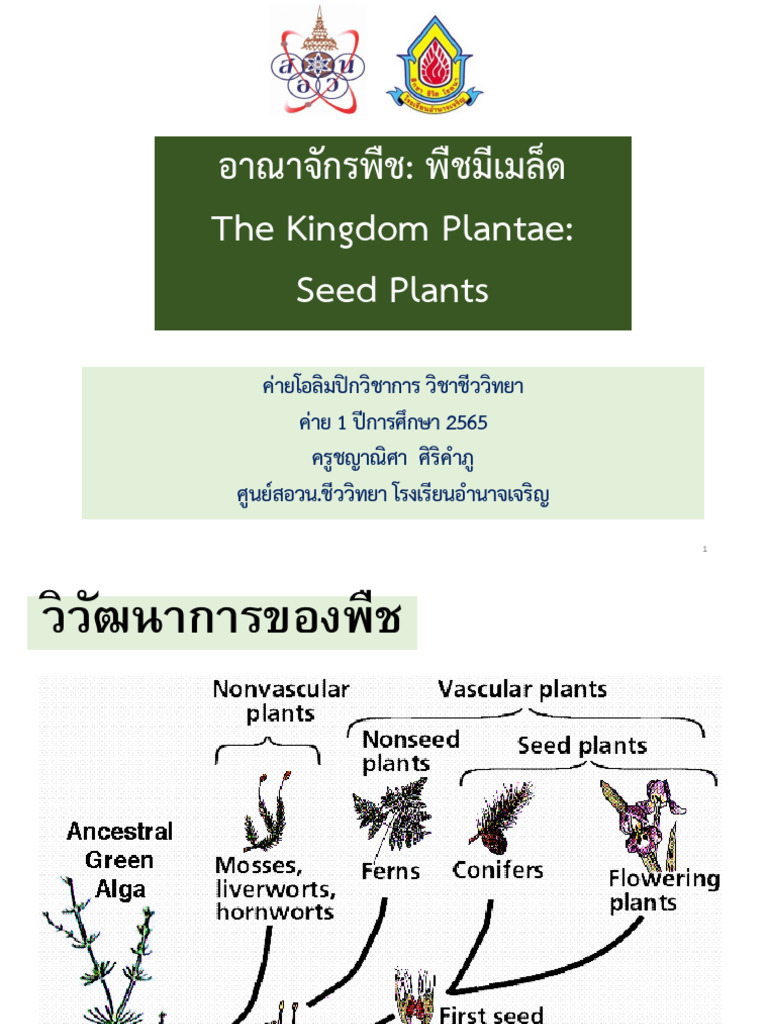 Kingdom Plantae (Seed Plant) 65 Edit | PDF