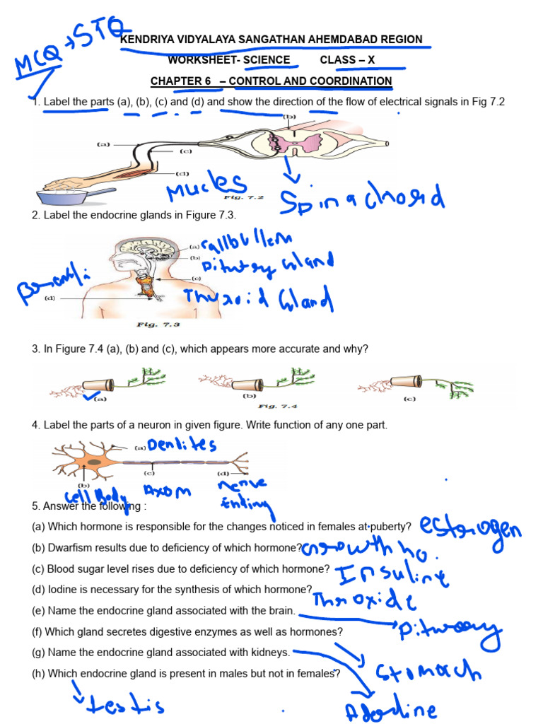 Class X Science Worksheet: Control & Coordination | PDF