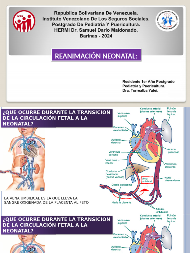 Reaminación Neonatal - Yulei | PDF | Feto | Sistema circulatorio
