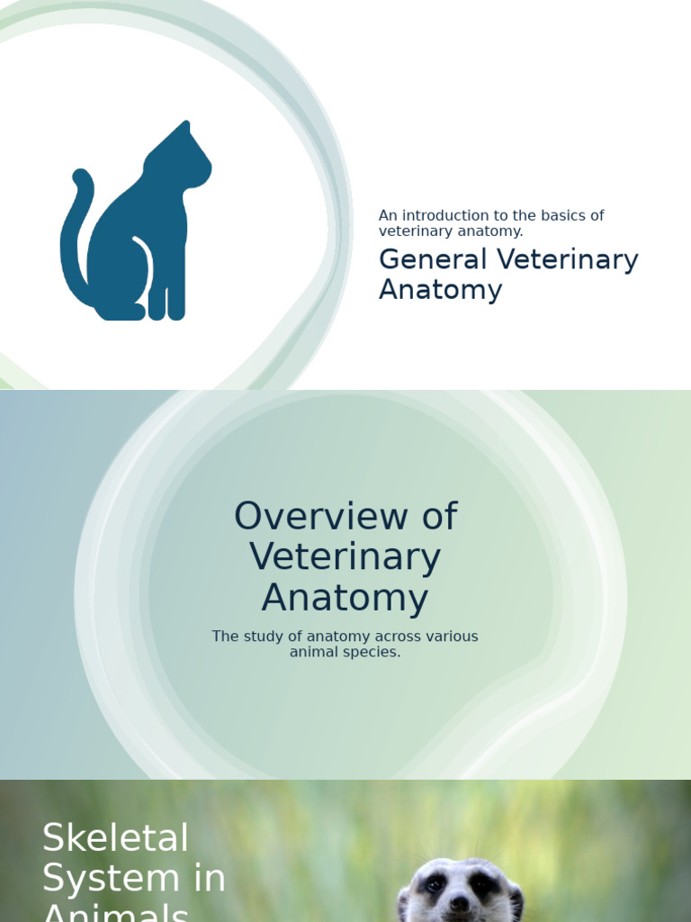 Veterinary Anatomy Overview PDF | PDF