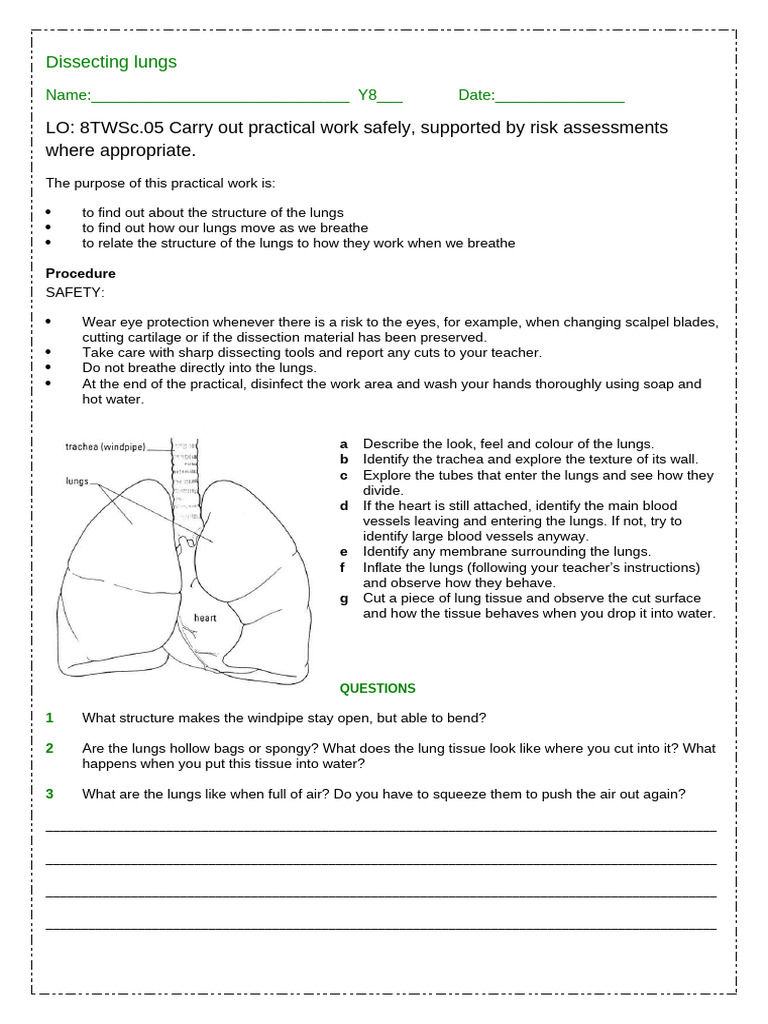 Lung Dissection | PDF | Lung | Clinical Medicine