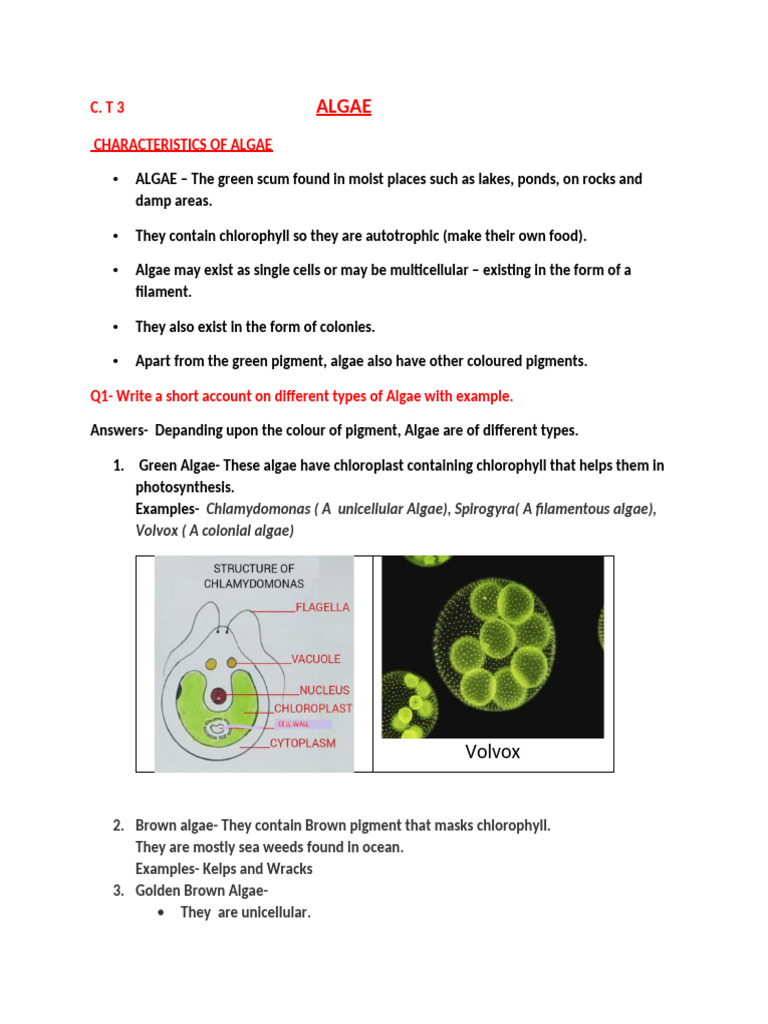 Algae CT 3 | PDF | Algae | Seaweed