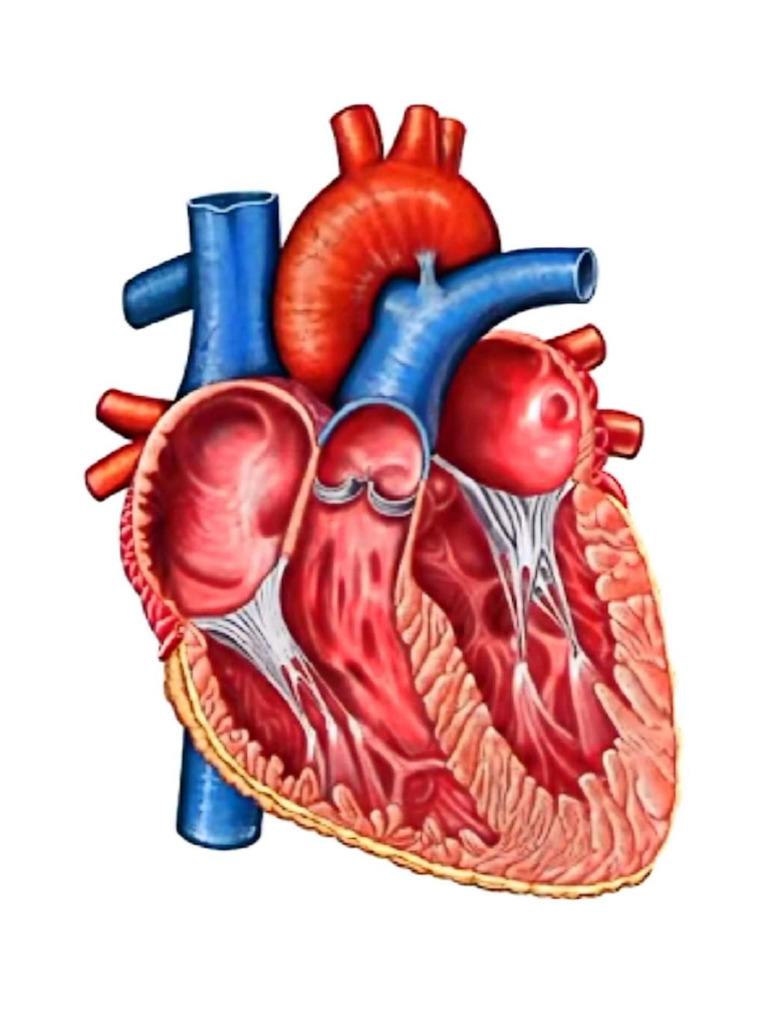 Heart Anatomy | PDF