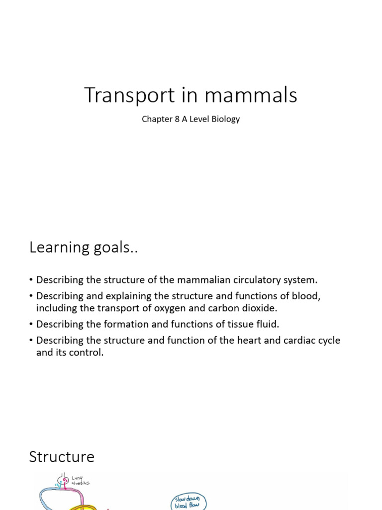 Chapter 8. Transport in Mammals | PDF