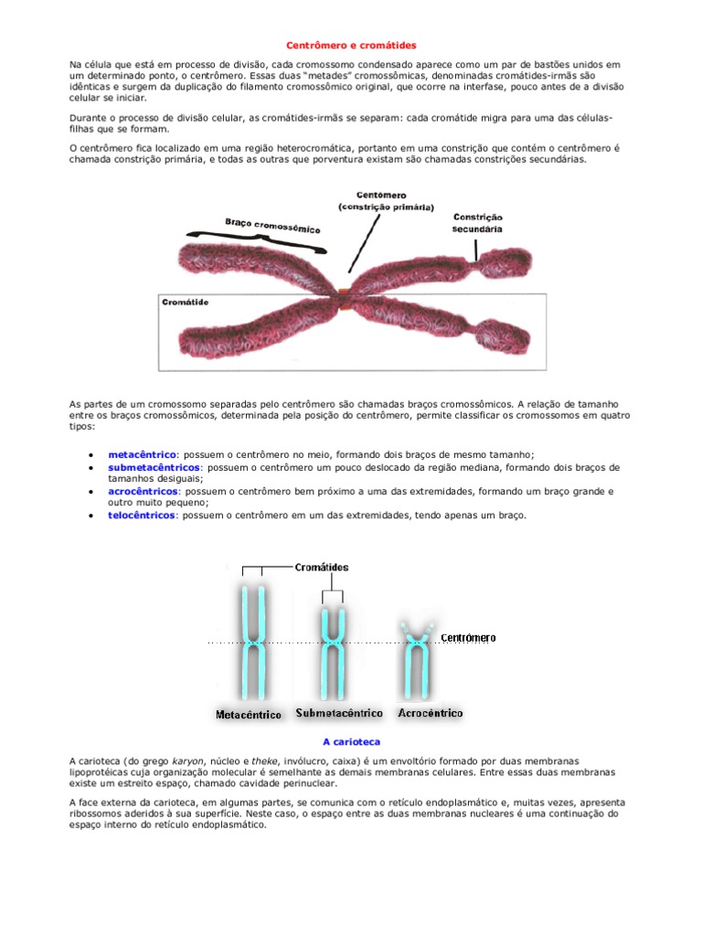 A Carioteca - Trabalho de Biologia | Cromossomo | Núcleo Celular