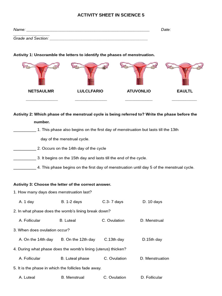 ACTIVITY SHEET IN SCIENCE 5 - Phases of Mentruation | PDF