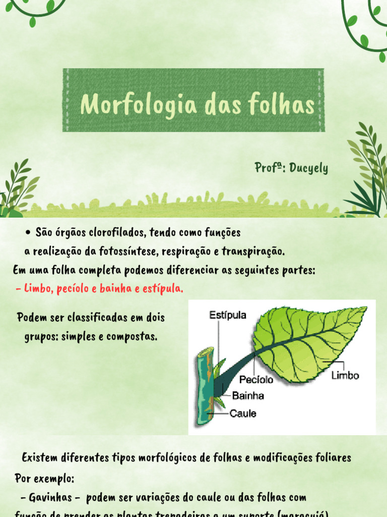 Morfologia Vegetal Das Folhas | PDF