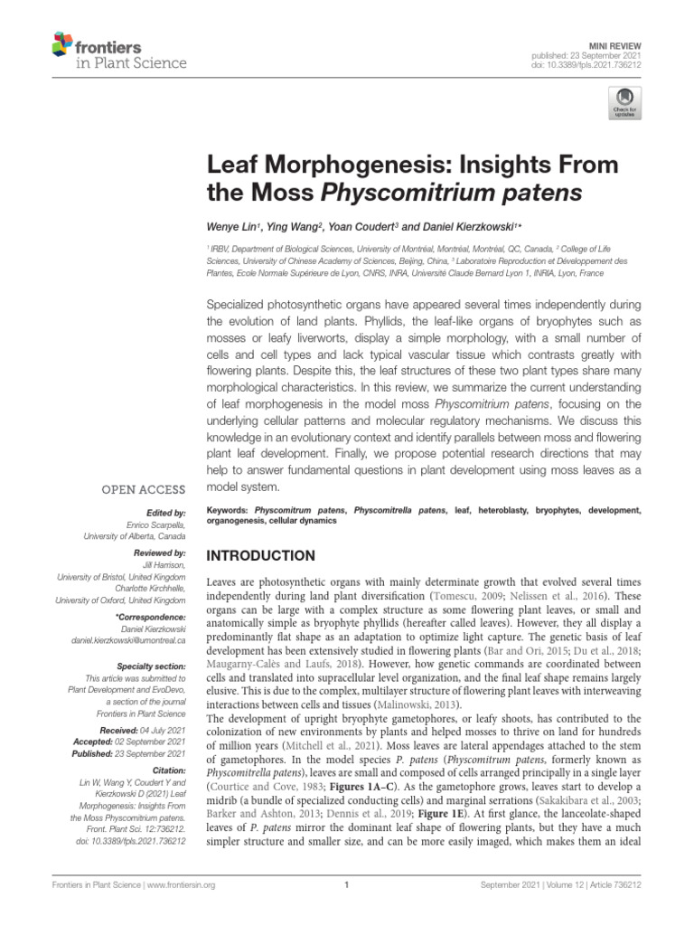 Leaf Morphogenesis Insights From The Moss Physcomi | PDF | Leaf | Auxin