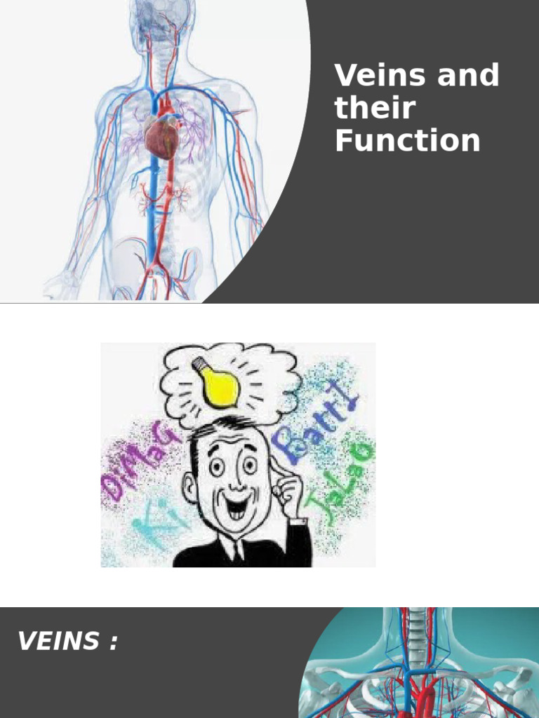 Functions and Importance of Veins | PDF | Vein | Atrium (Heart)