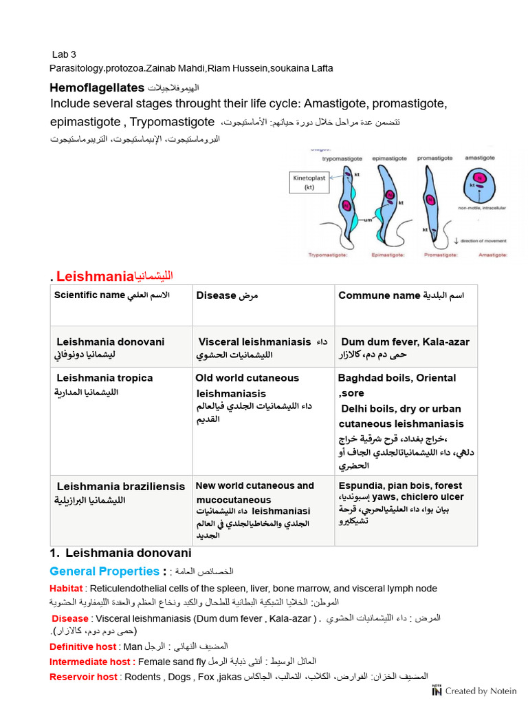 Lab 3 protozoa - ١٢١٢٤٦ | PDF