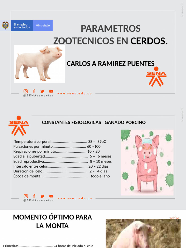 Manejo y Parámetros en Cerdos | PDF | Parto | Cerdo