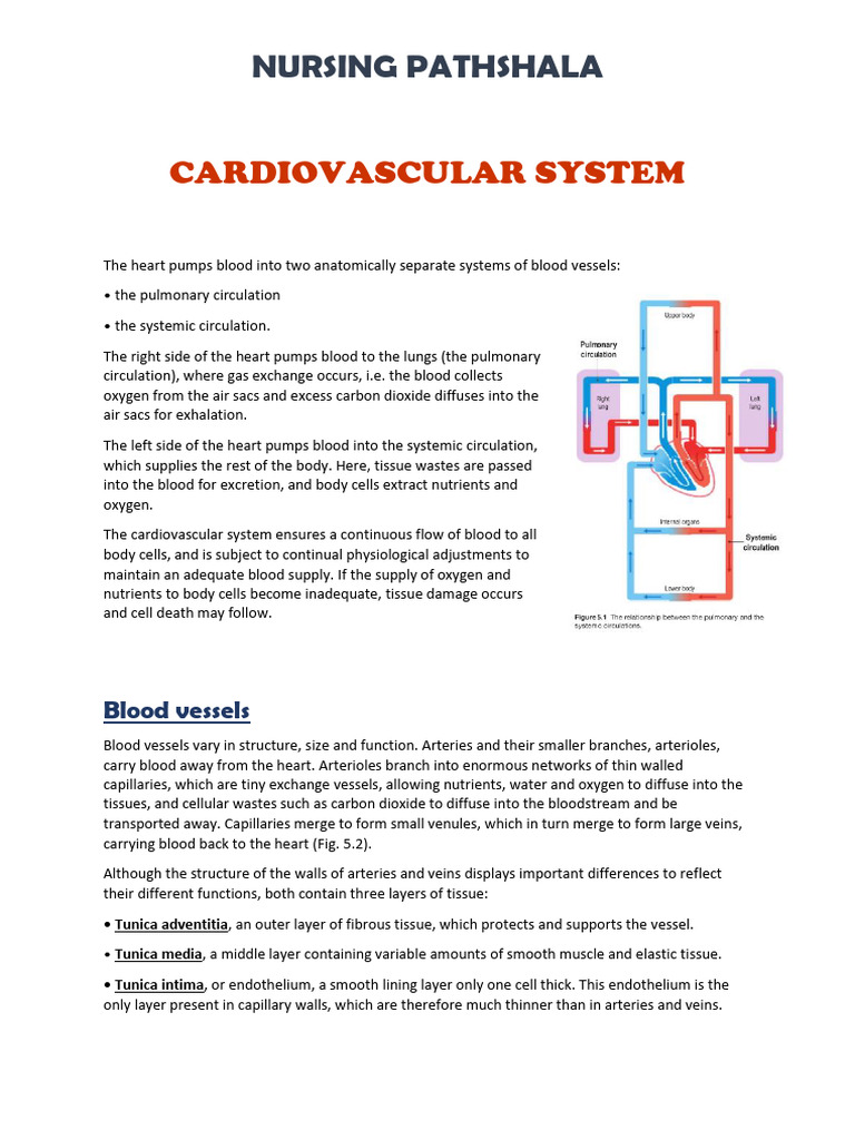 CARDIOVASCULAR SYSTEM (Anatomy & Physiology) | PDF | Heart Valve ...