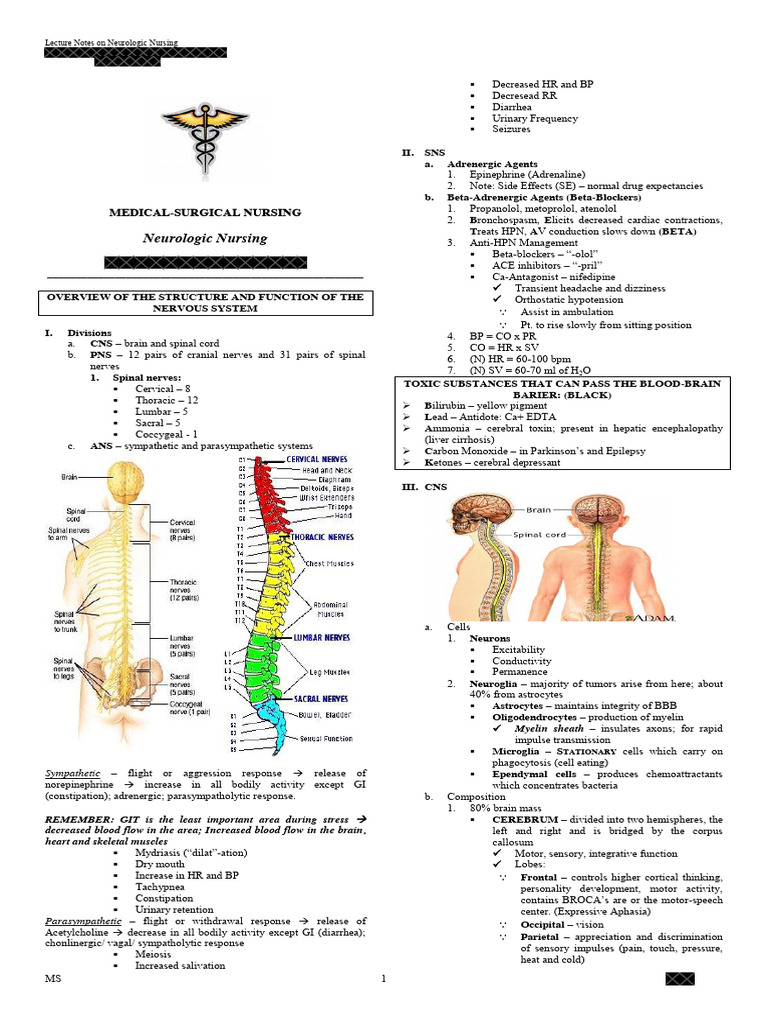 CNS 2 | PDF | Brainstem | Central Nervous System