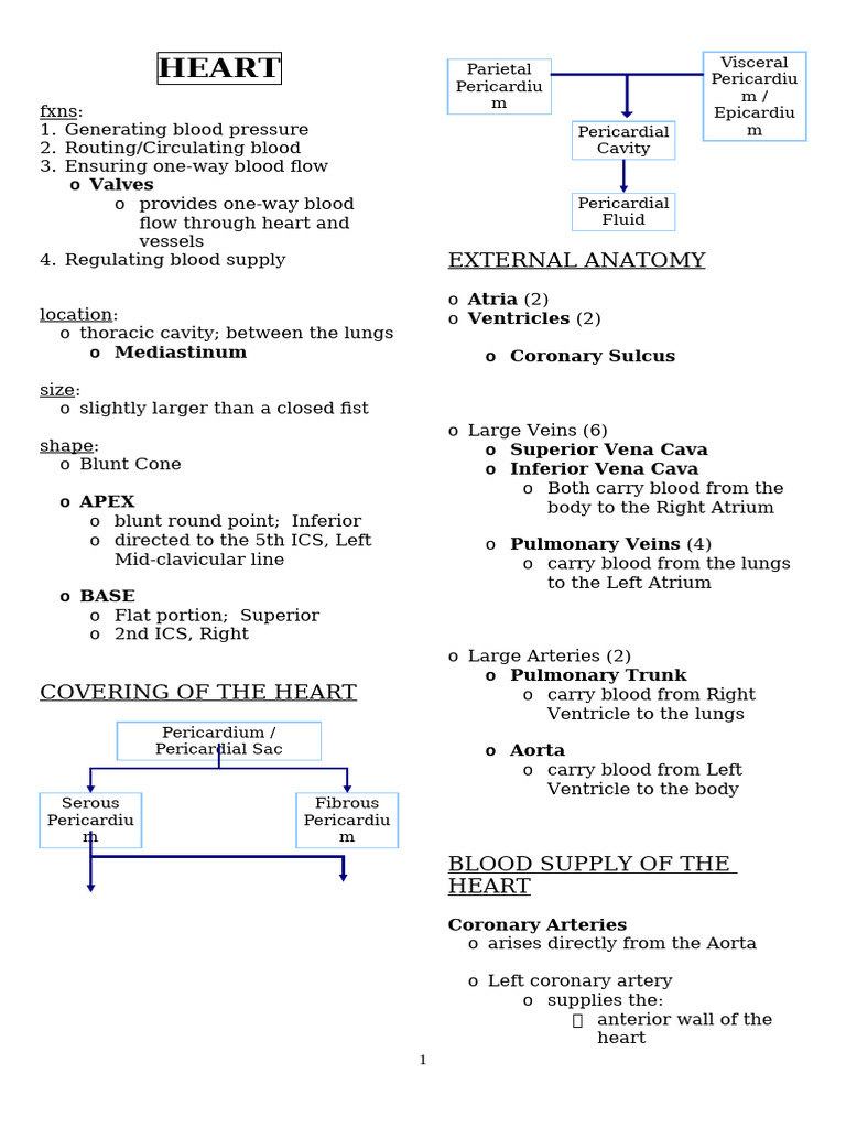 12 Heart Outline | PDF | Heart Valve | Atrium (Heart)