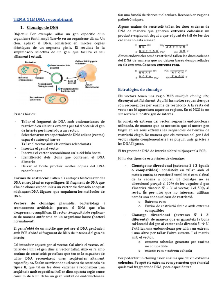 Tema 11b Efbm Apunts | PDF