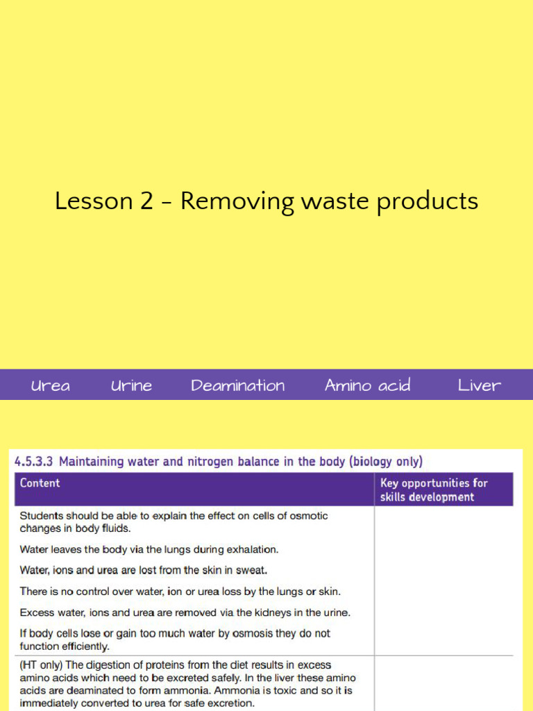 Waste Product of Deamination: Urea | PDF | Urea | Acid
