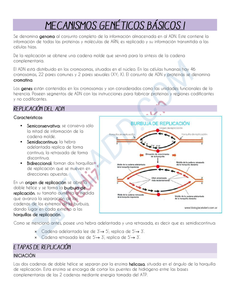 Mecanismos Geneticos Basicos | PDF | Traducción (biología) | Rna