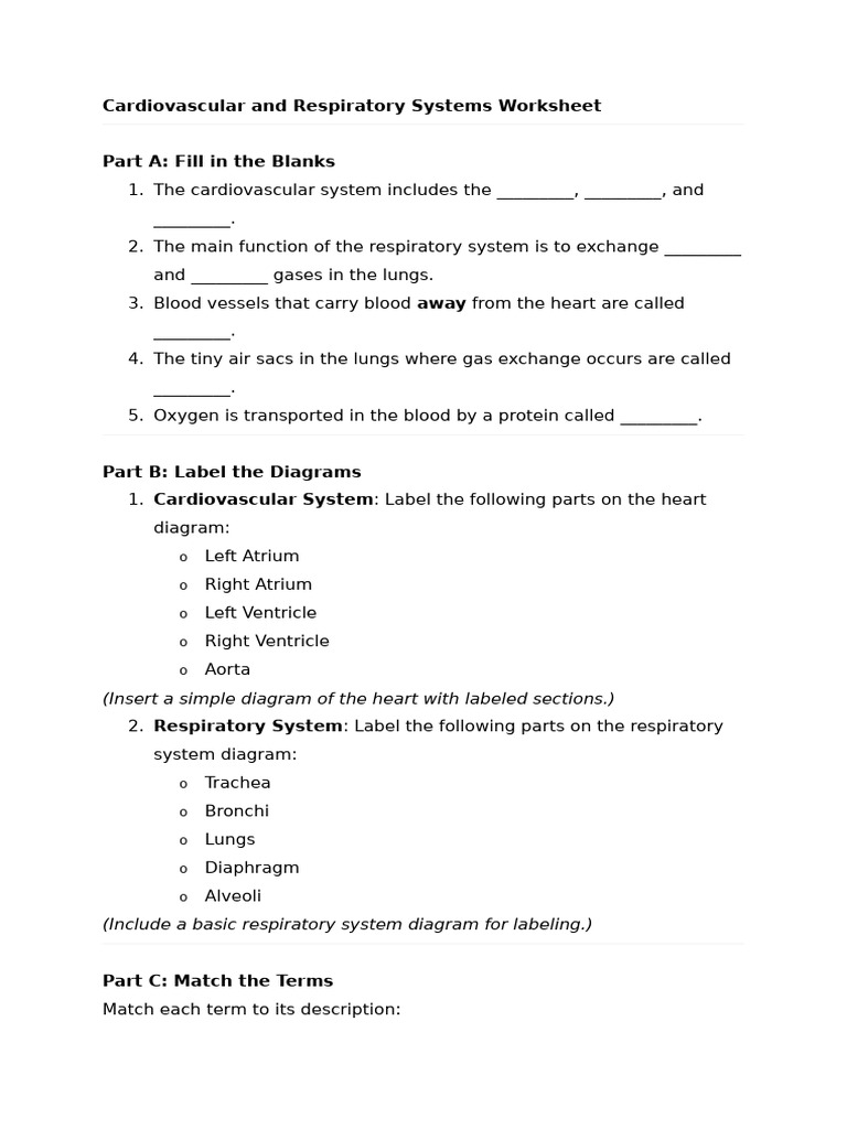 Cardiovascular and Respiratory Systems Worksheet | PDF | Respiratory ...