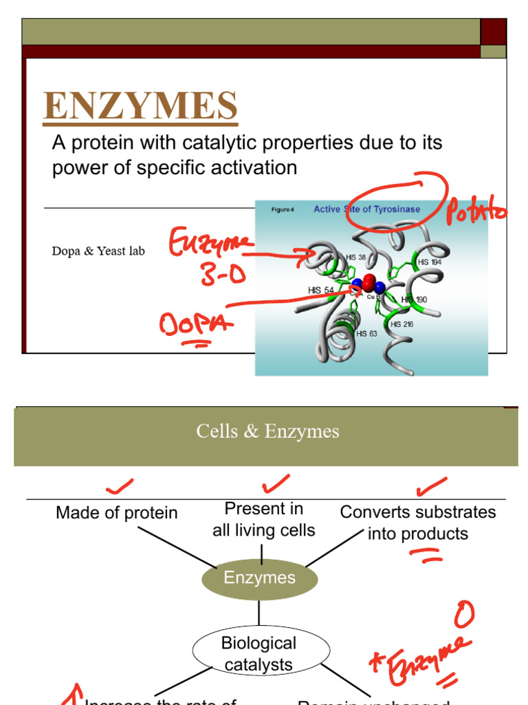 GBBE Dopachrome Lab ENZYMES Notes | PDF | Enzyme | Enzyme Inhibitor