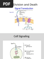 Amoeba Sisters Cell Cycle-1 | PDF | Mitosis | Chromosome