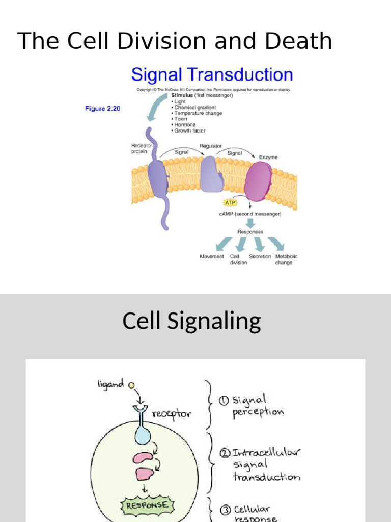 Chapter 2 Cell Cycle Mitosis Power Point 2021 | PDF | Mitosis | Chromosome