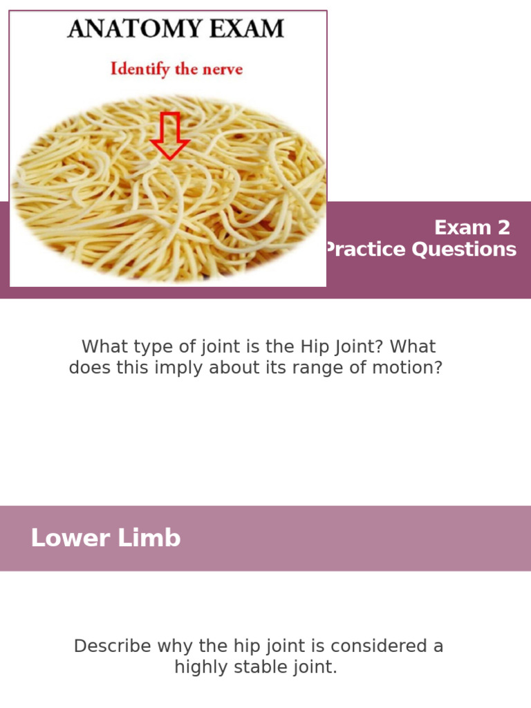 Lower Limb Anatomy Exam Practice Questions | PDF | Human Leg | Hip