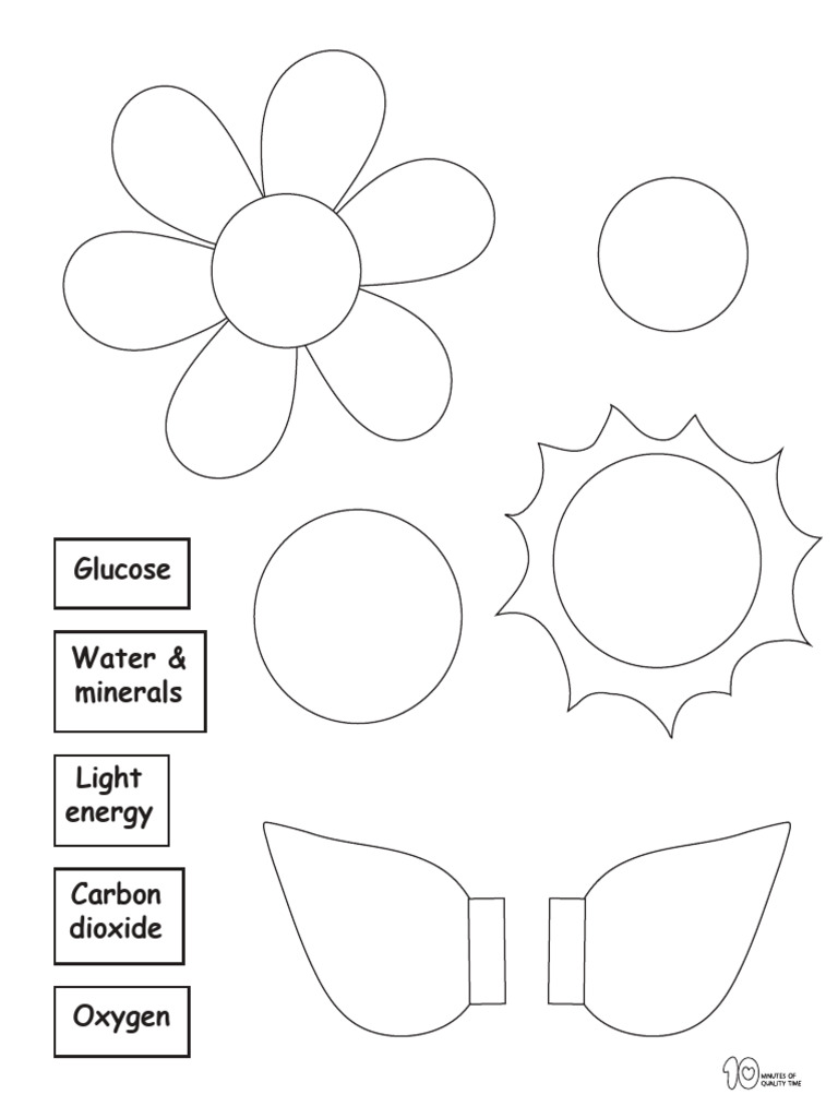 Photosynthesis Craft | PDF