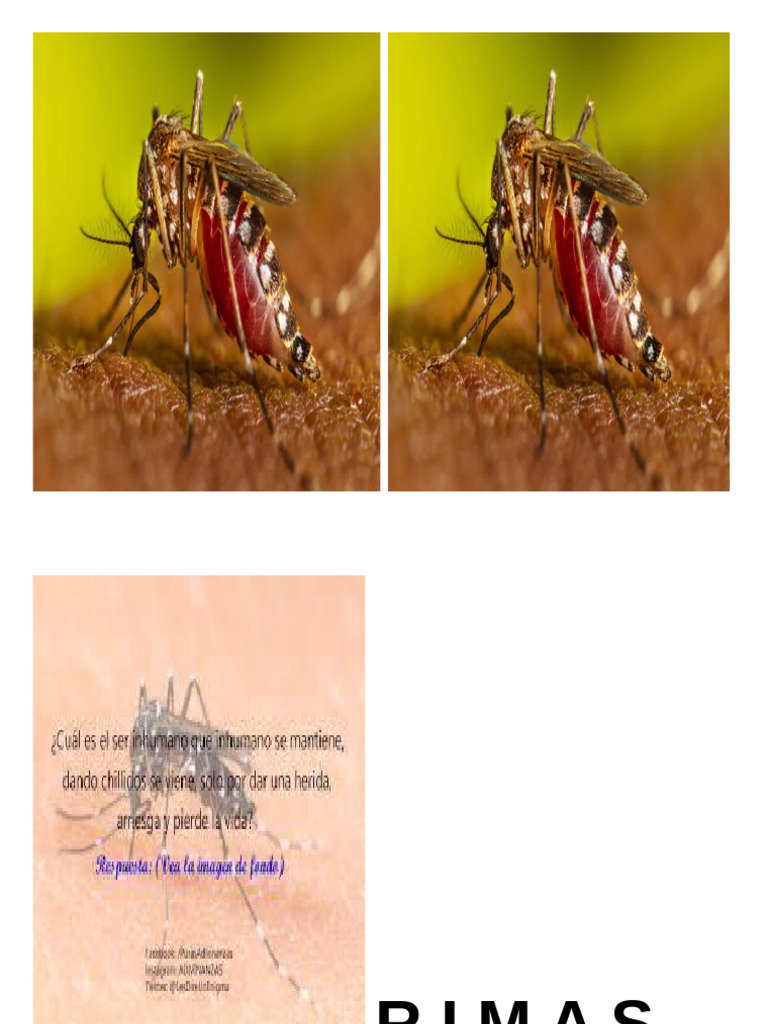 Mural Creativo: Unidos contra el Dengue | PDF