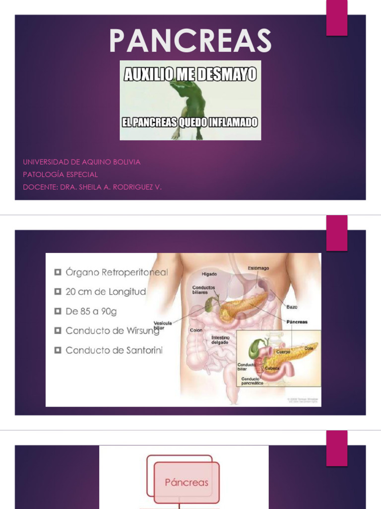 PANCREAS | PDF
