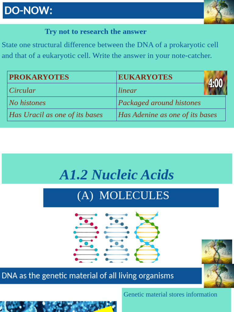 A1.2 Nucleic Acids SL HL | PDF | Dna | Nucleotides